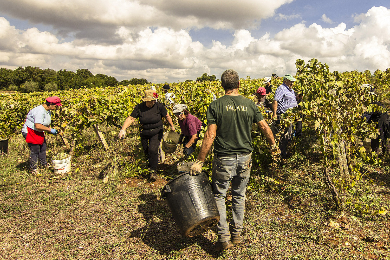 Masseria Tagaro – Honest Grapes